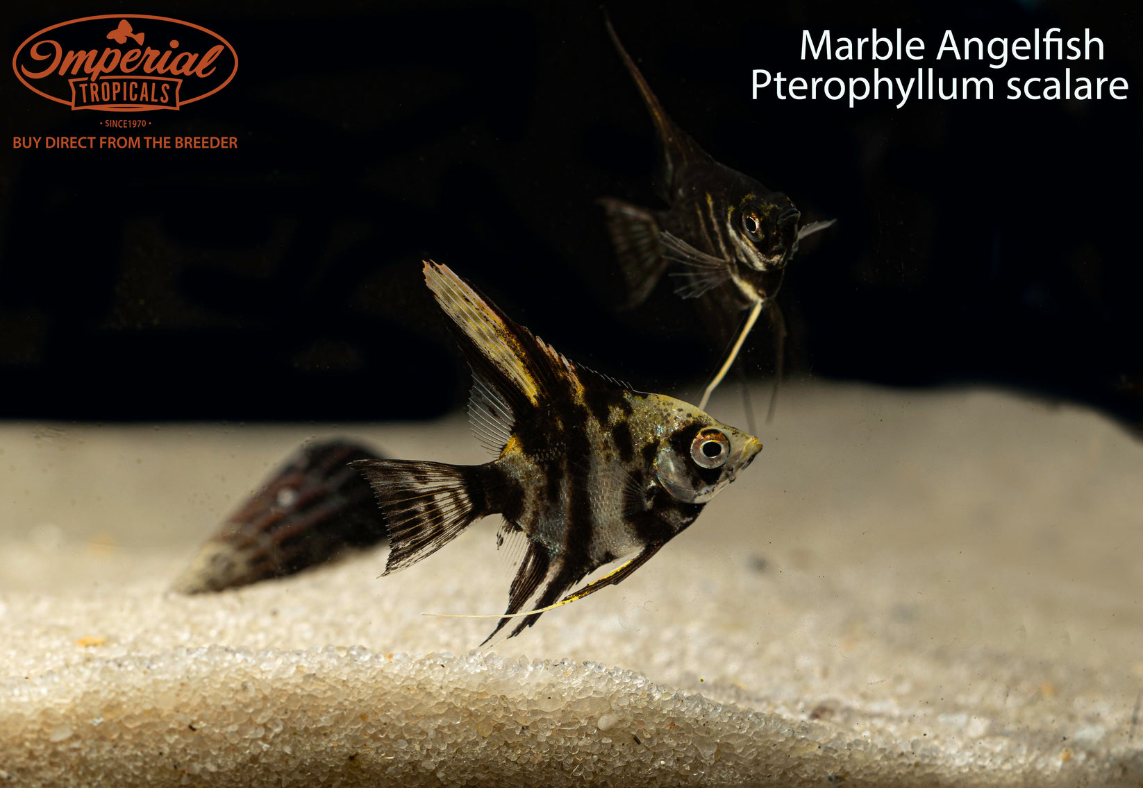 Marble Angelfish – Imperial Tropicals