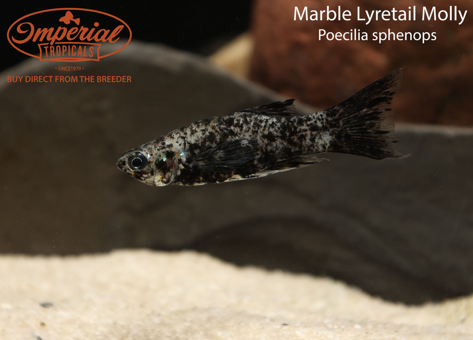 Marble Lyretail Molly – Imperial Tropicals