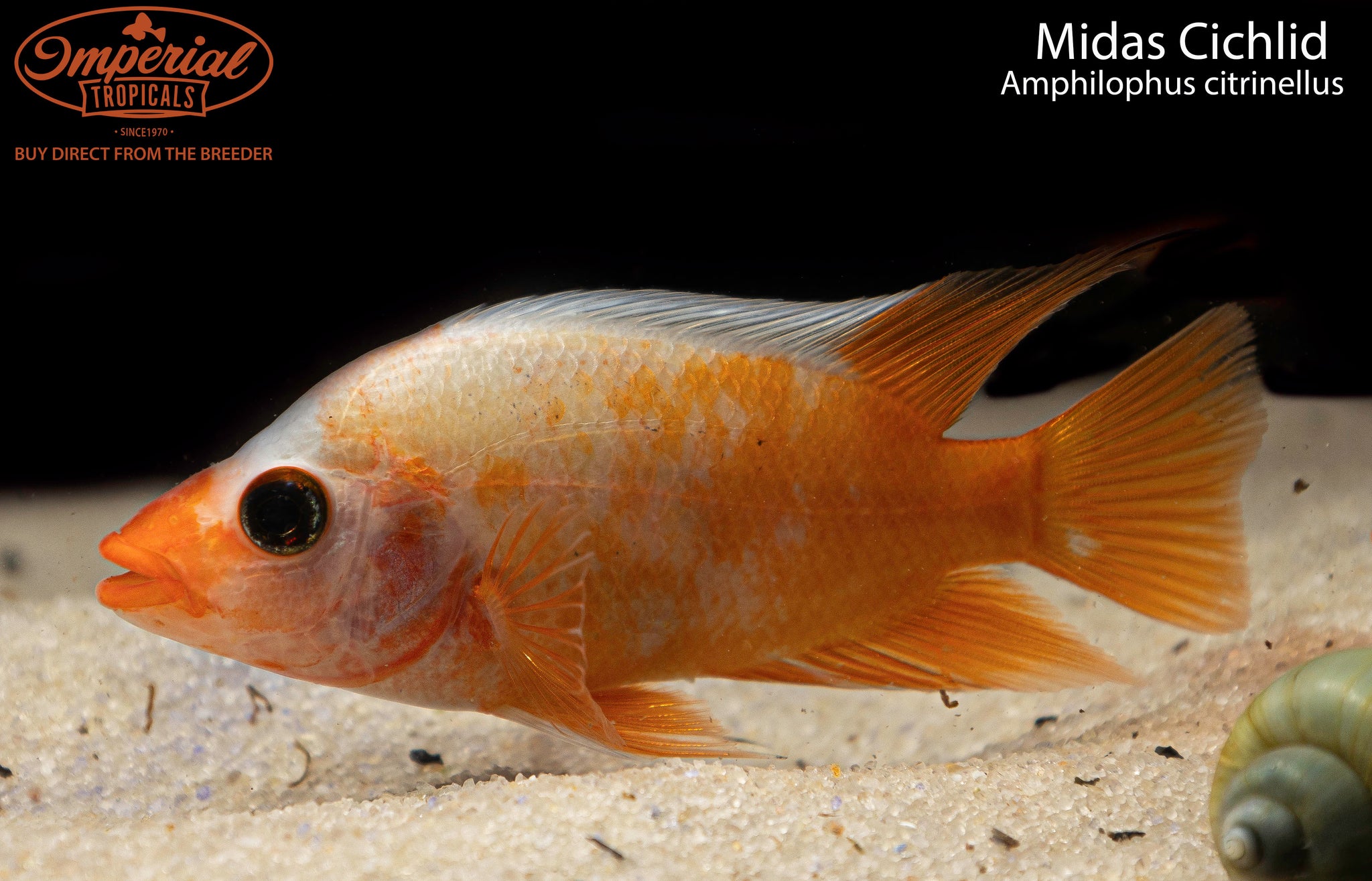 Midas Cichlid (Amphilophus citrinellus) - shop Imperial Tropicals
