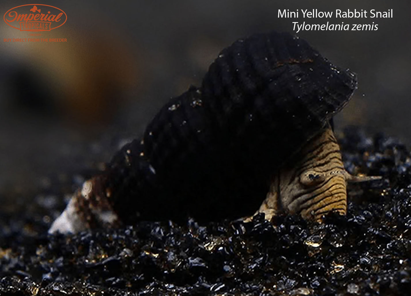 Mini Yellow Rabbit Snail (Tylomelania zemis) - shop Imperial Tropicals