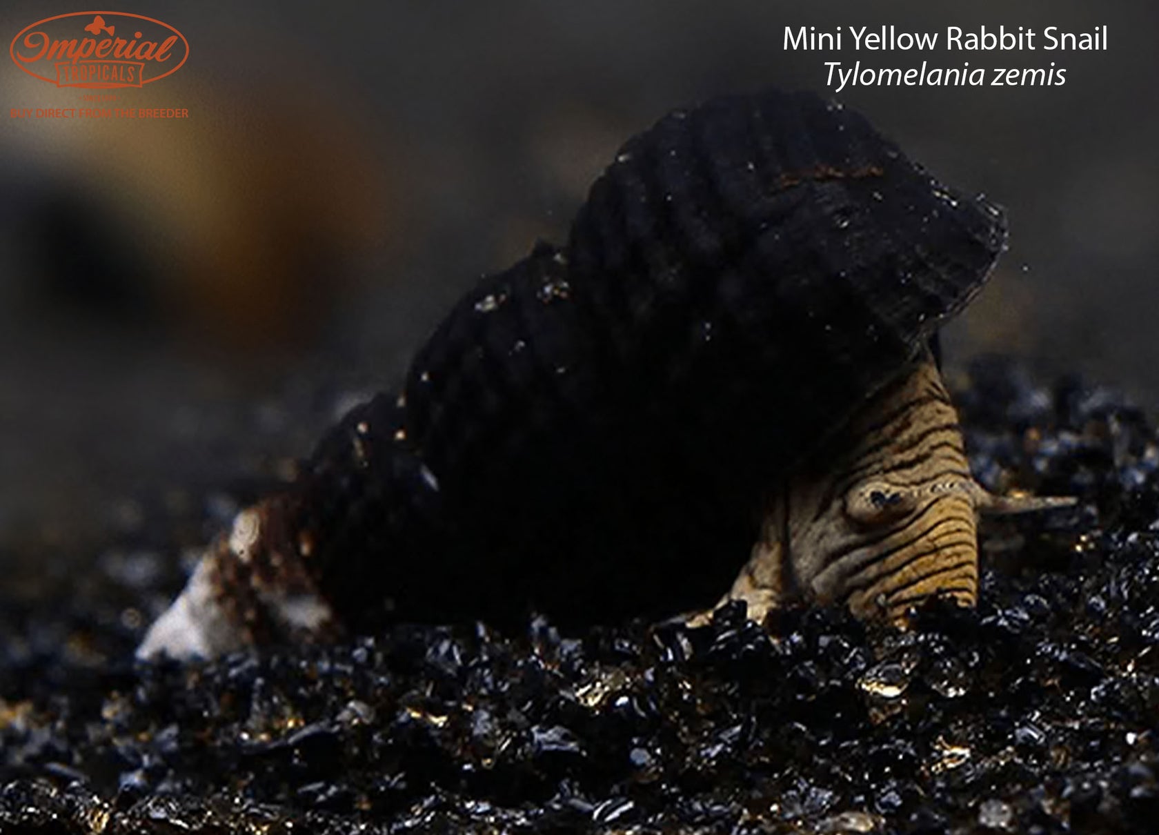 Mini Yellow Rabbit Snail (Tylomelania zemis) - shop Imperial Tropicals