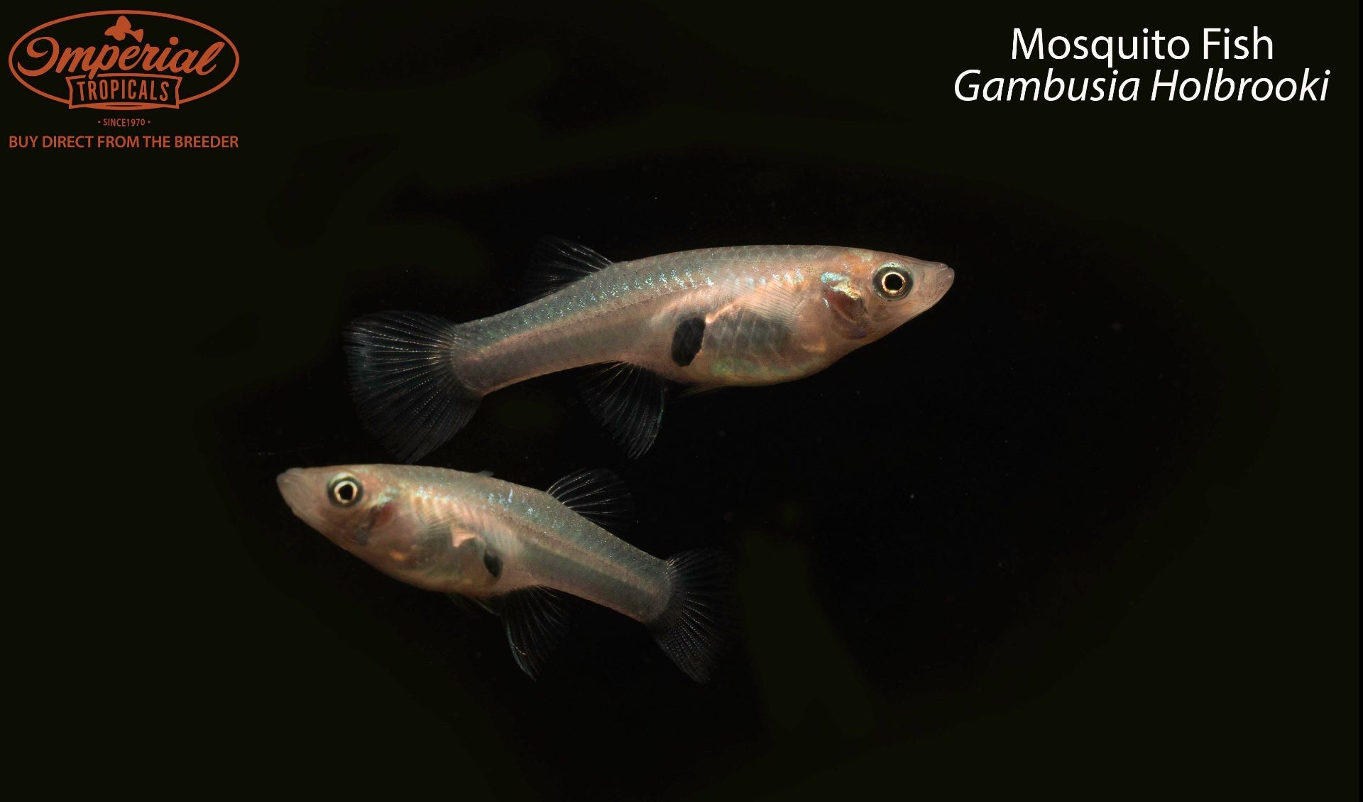 Other Livebearers – Imperial Tropicals