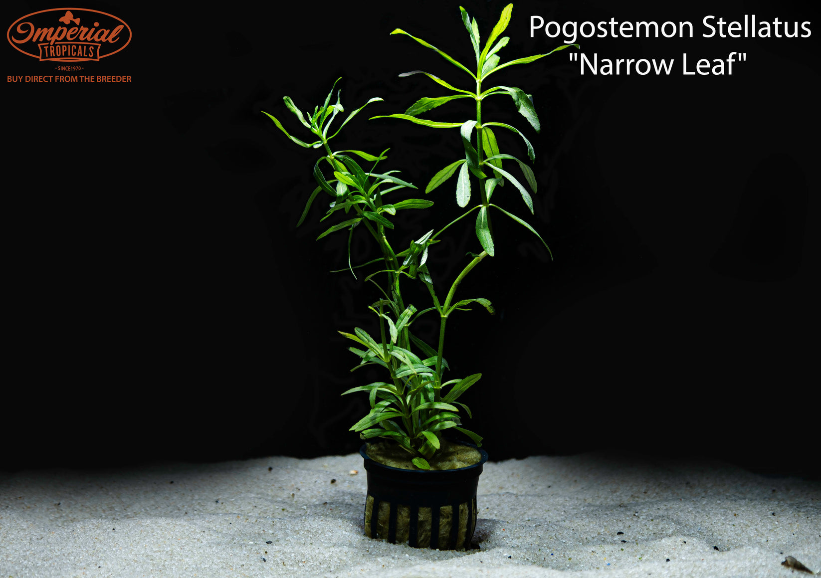 Pogostemon Stellatus "Narrow Leaf" – Imperial Tropicals