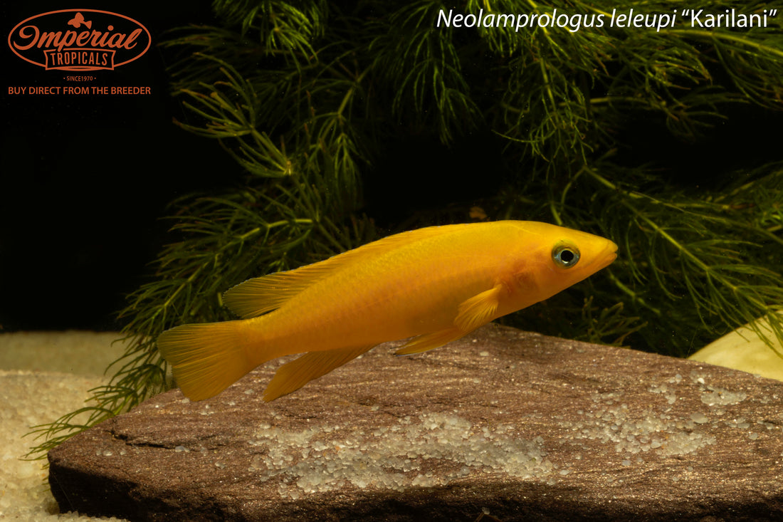 Neolamprologus leleupi "Karilani" – Imperial Tropicals