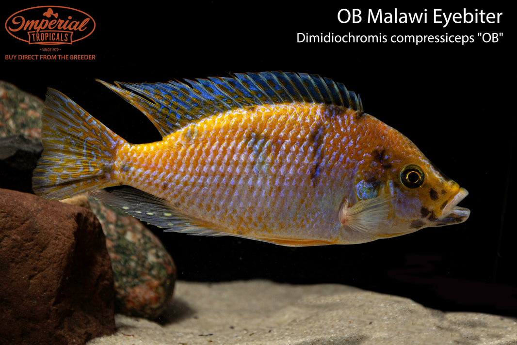 African cichlids – Page 6 – Imperial Tropicals