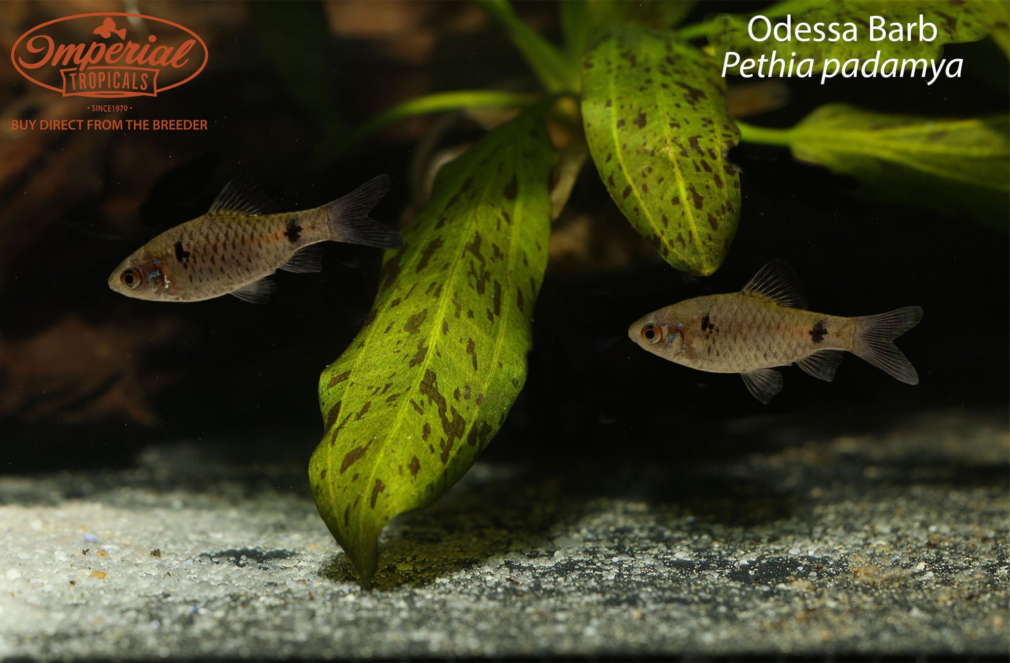 Odessa Barb (Pethia padamya) - shop Imperial Tropicals