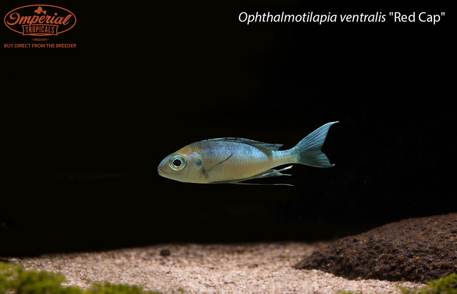 Lake Tanganyika cichlids – Imperial Tropicals