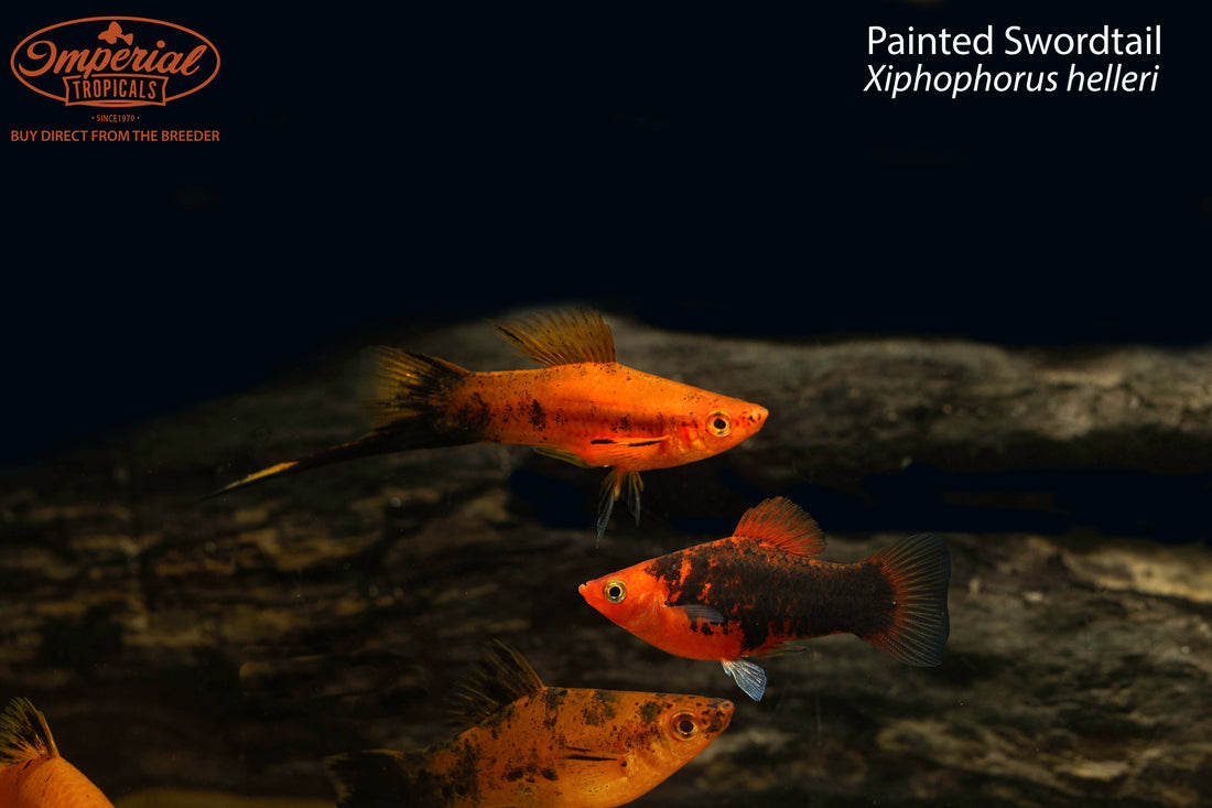 Painted Swordtail – Imperial Tropicals