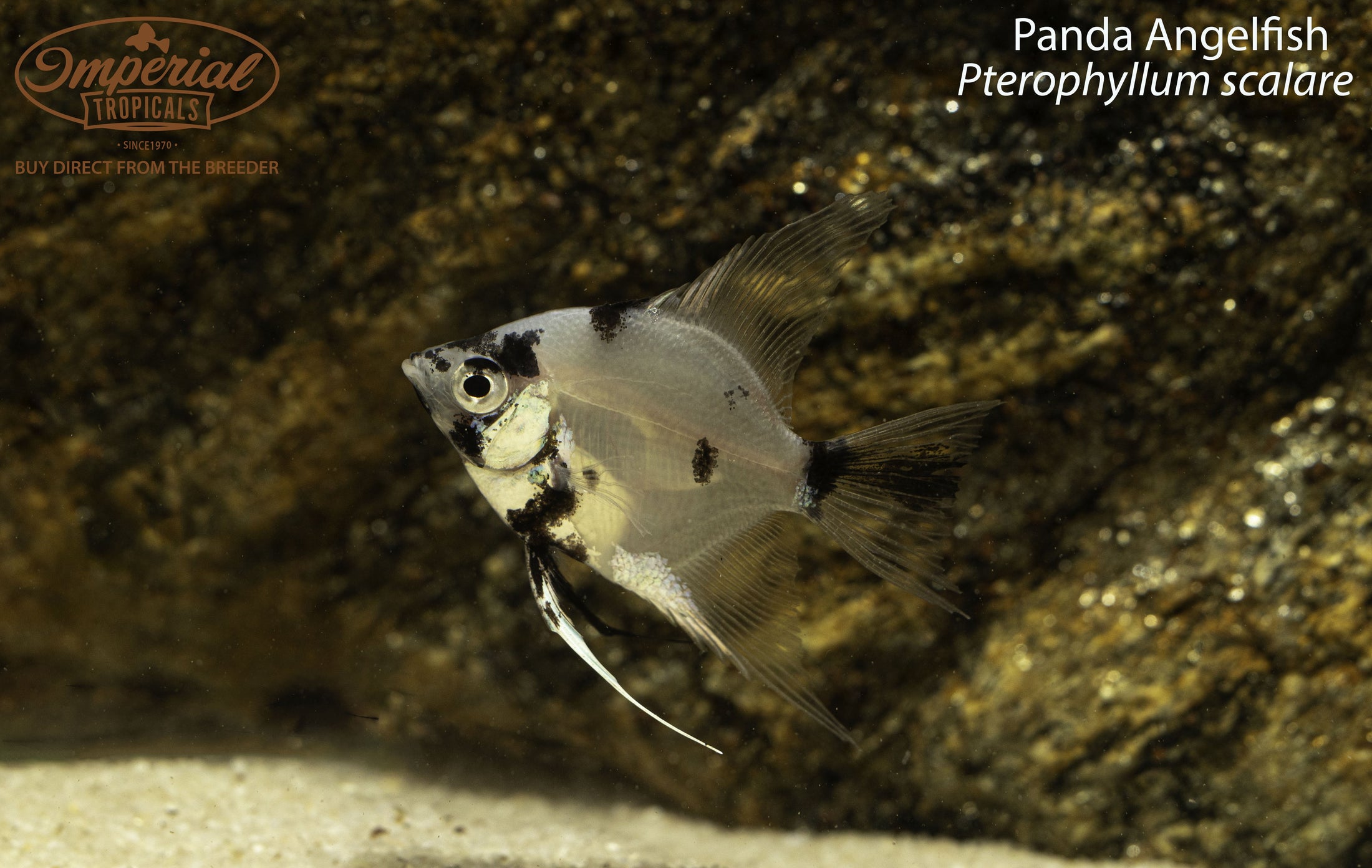 Panda Angelfish (Pterophyllum scalare) - shop Imperial Tropicals