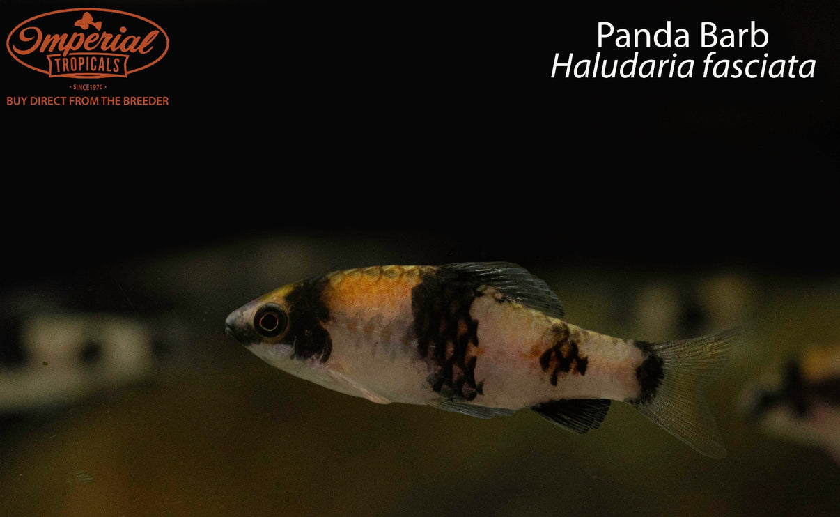 Panda Barb (Haludaria fasciata) - shop Imperial Tropicals