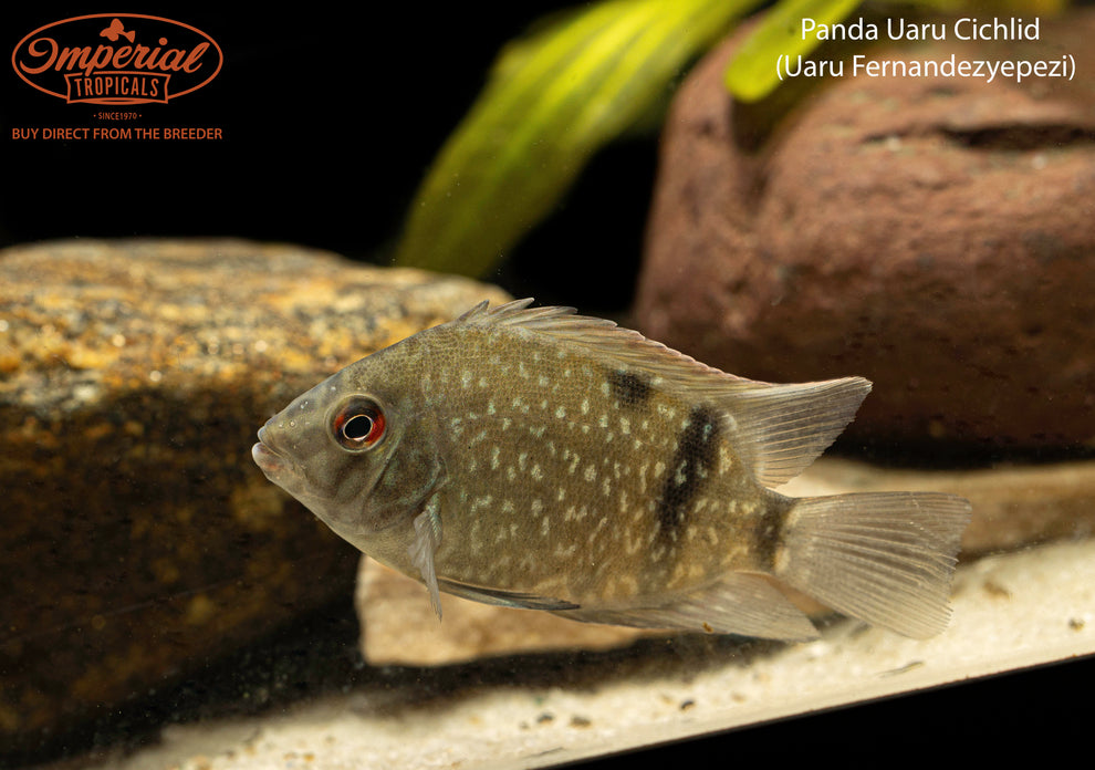 Panda Uaru – Imperial Tropicals