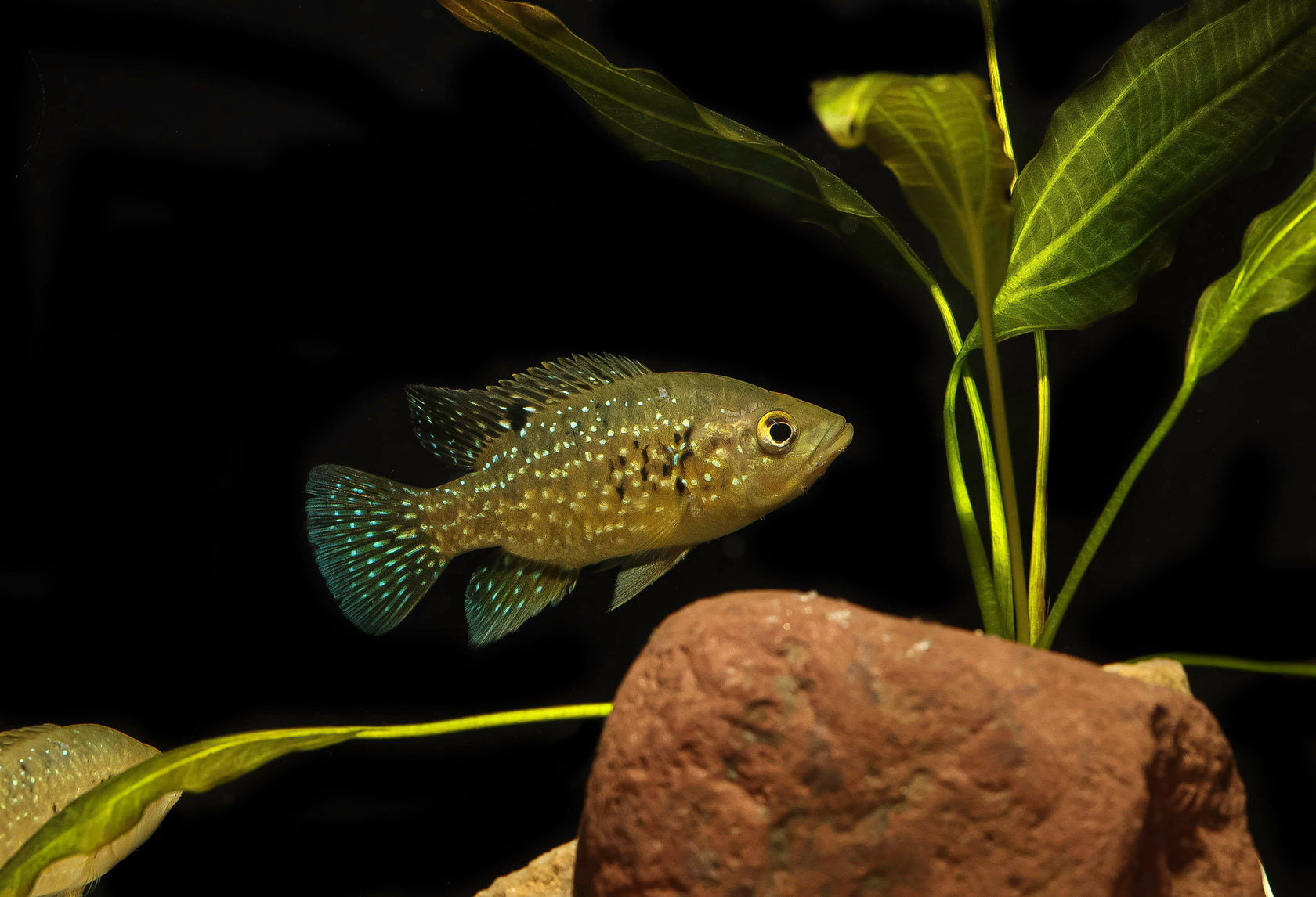 Starry Night Cichlid "Bleekeri" (Paratilapia polleni) - shop Imperial ...