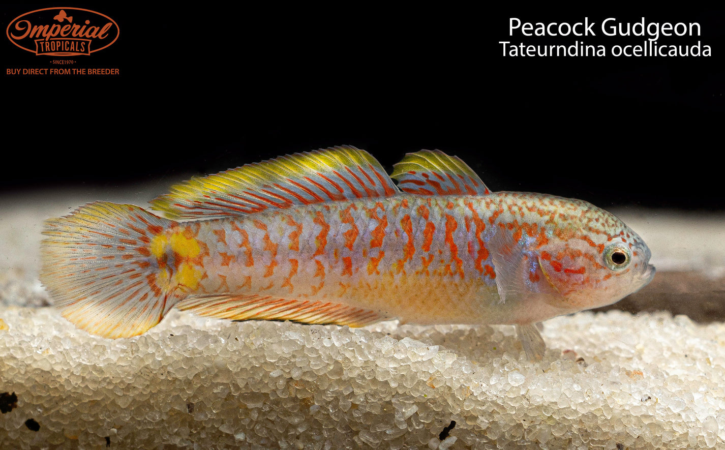 Peacock Gudgeon (Tateurndina ocellicauda) - shop Imperial Tropicals
