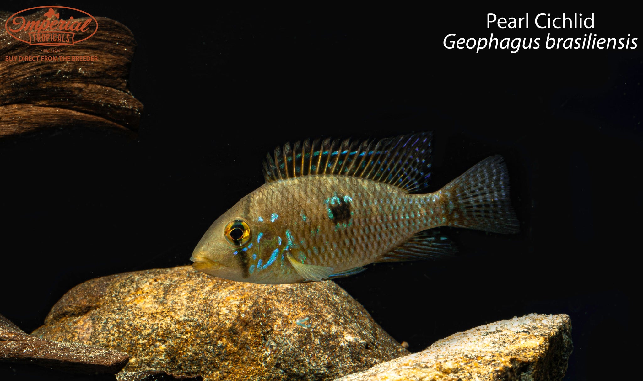 Pearl Cichlid (Geophagus brasiliensis) - shop Imperial Tropicals