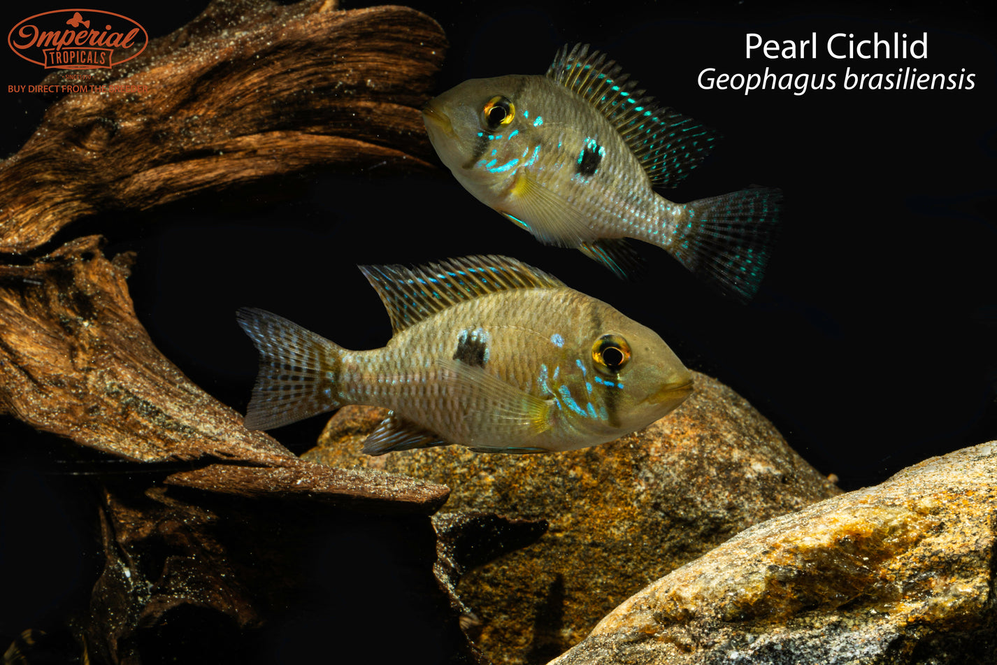 Pearl Cichlid (Geophagus brasiliensis) - shop Imperial Tropicals