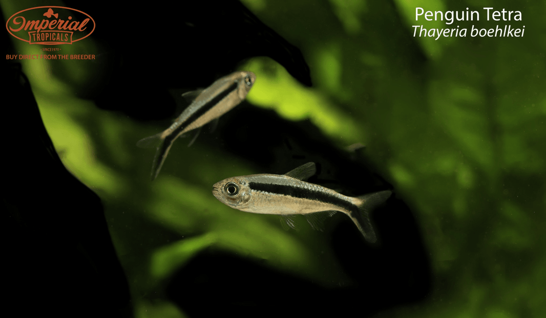 Tetras and Other Characins – Page 2 – Imperial Tropicals