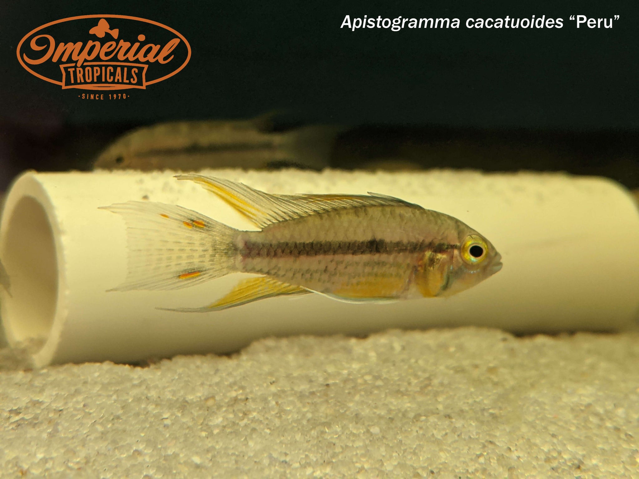 Triple Red Cockatoo (Apistogramma cacatuoides) - shop Imperial Tropicals