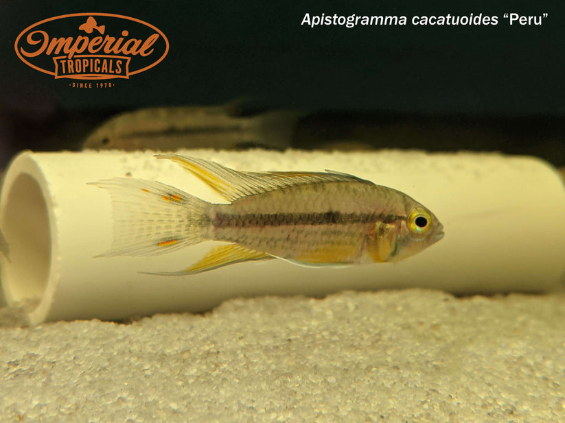 Triple Red Cockatoo (Apistogramma cacatuoides) - shop Imperial Tropicals