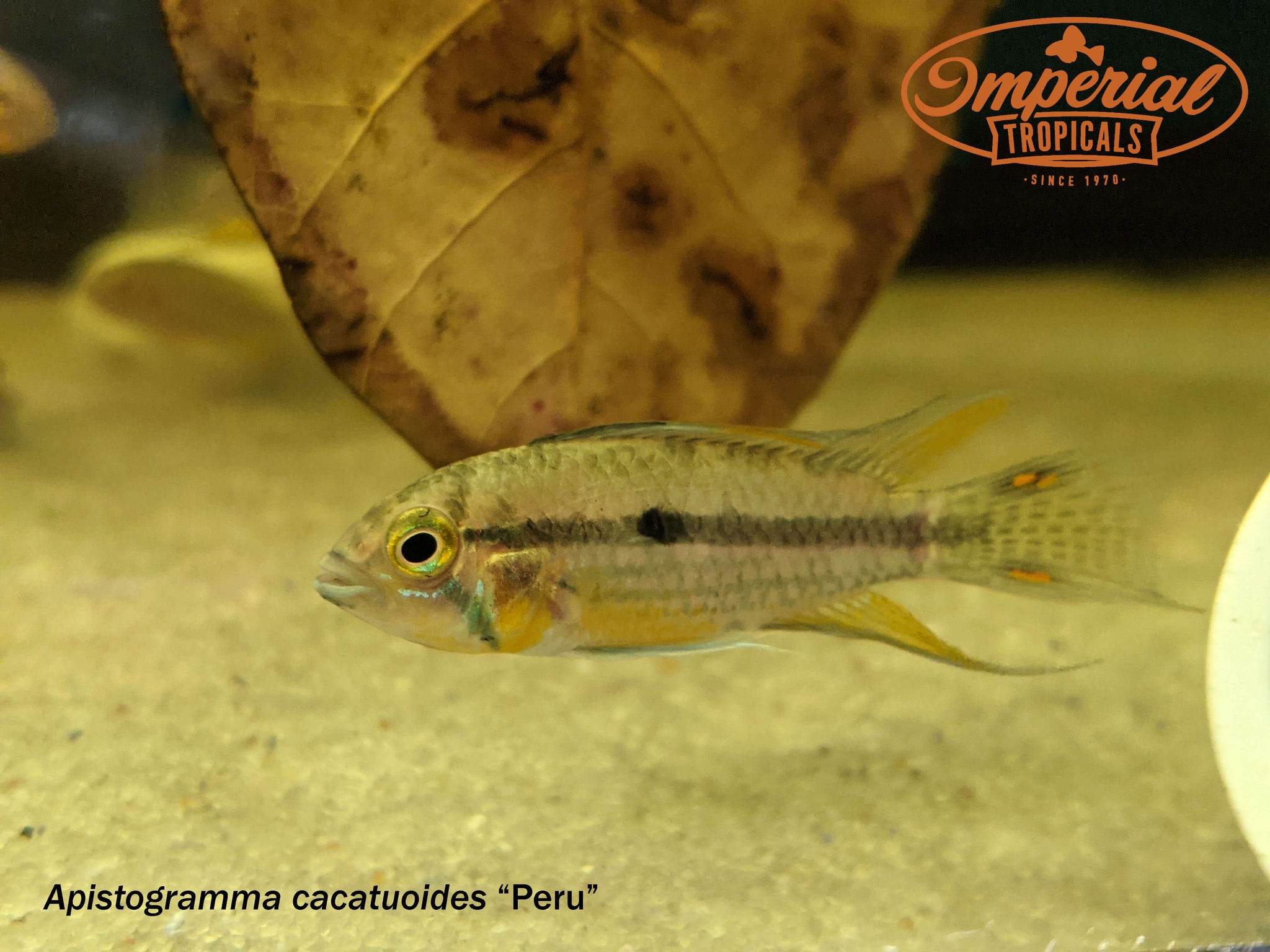 Triple Red Cockatoo (Apistogramma cacatuoides) - shop Imperial Tropicals