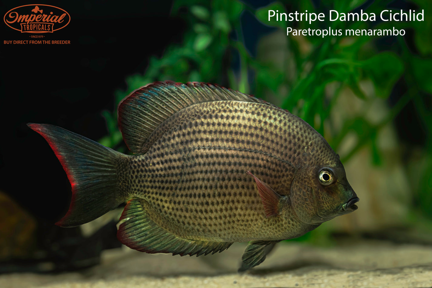 Pinstripe Damba Cichlid (Paretroplus menarambo) - shop Imperial Tropicals