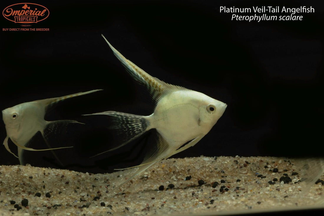 Platinum Angelfish (Pterophyllum scalare) - shop Imperial Tropicals