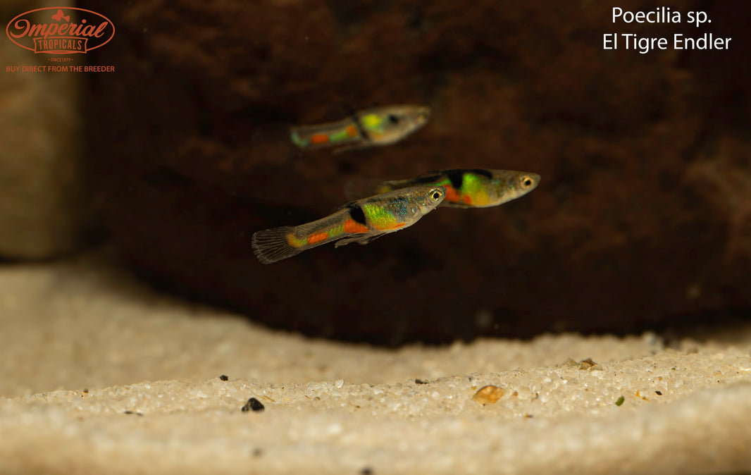 Endlers – Imperial Tropicals