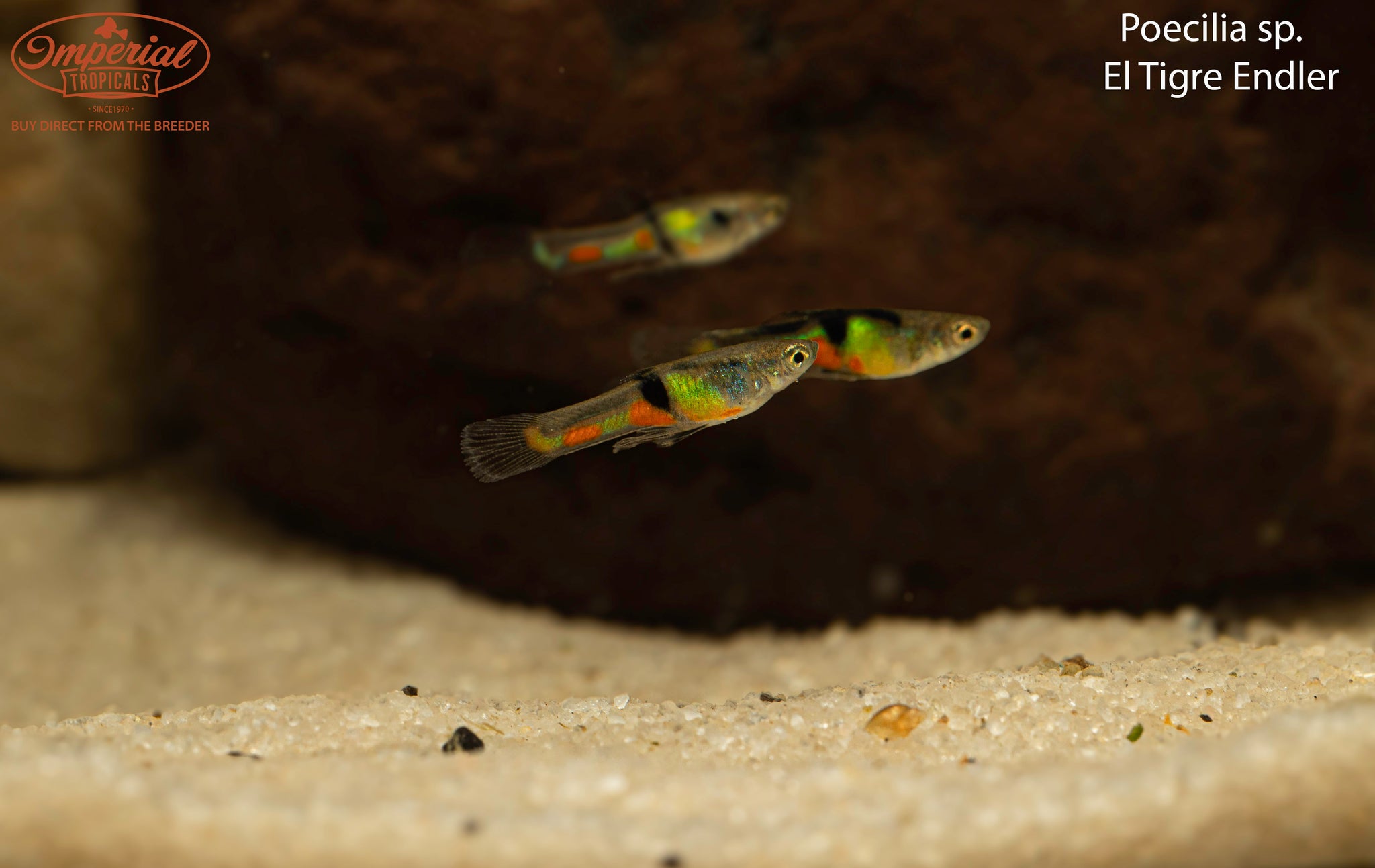 Red Tiger Endler's Livebearer (Poecilia sp.) - shop Imperial Tropicals