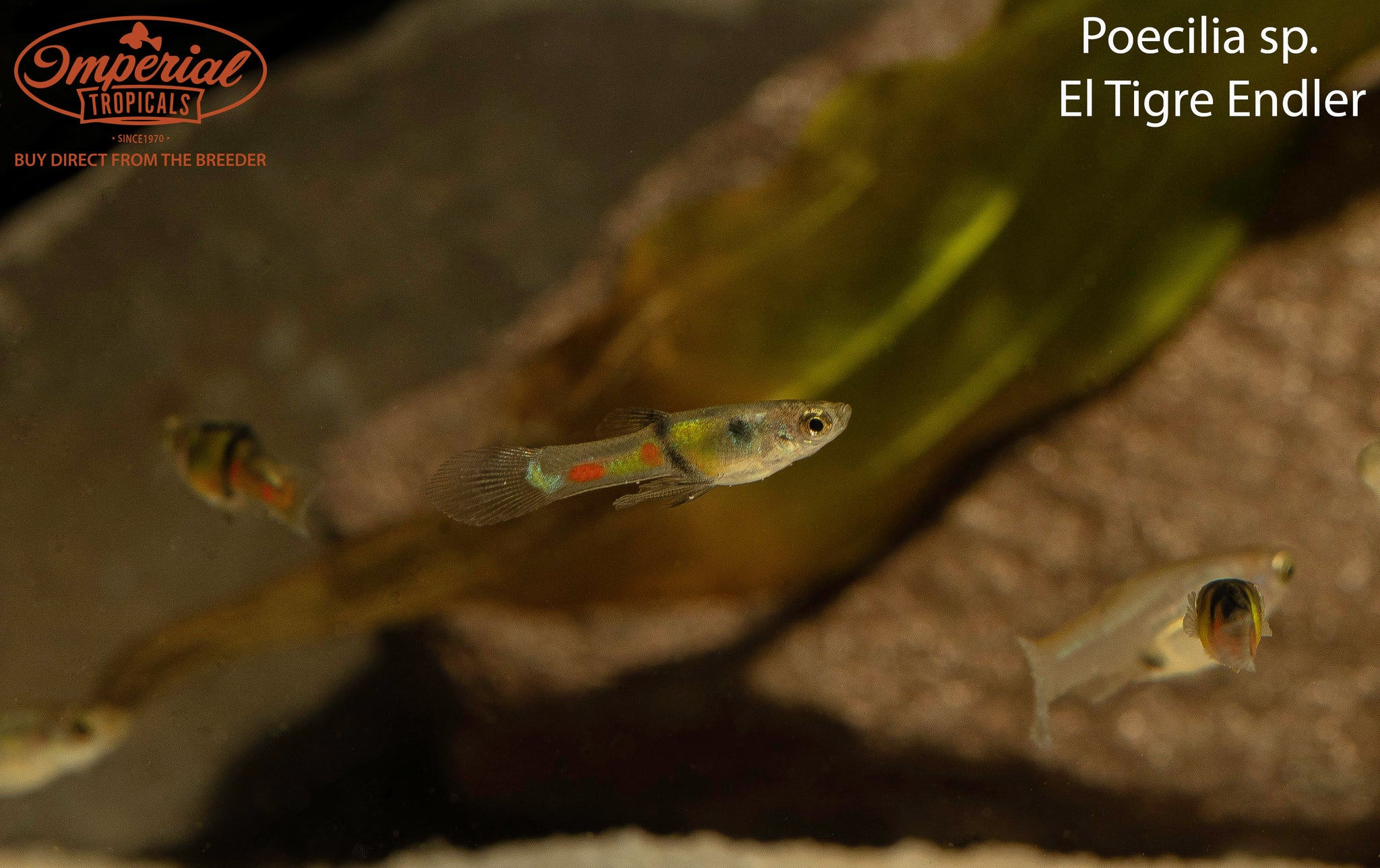 Red Tiger Endler's Livebearer (Poecilia sp.) - shop Imperial Tropicals