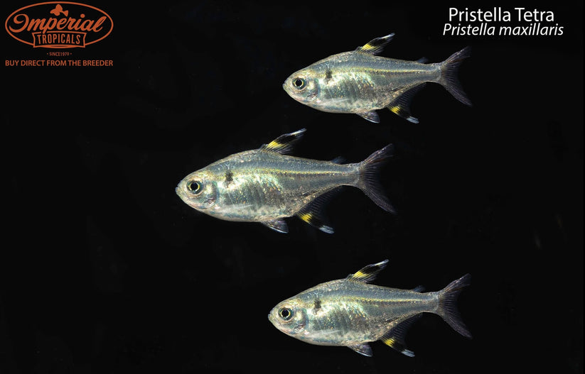 Pristella Tetra – Imperial Tropicals