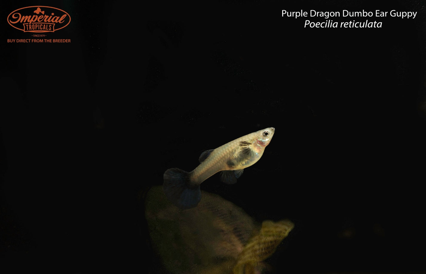 Purple Dragon Dumbo Ear Guppy (Poecilia reticulata) – Imperial Tropicals