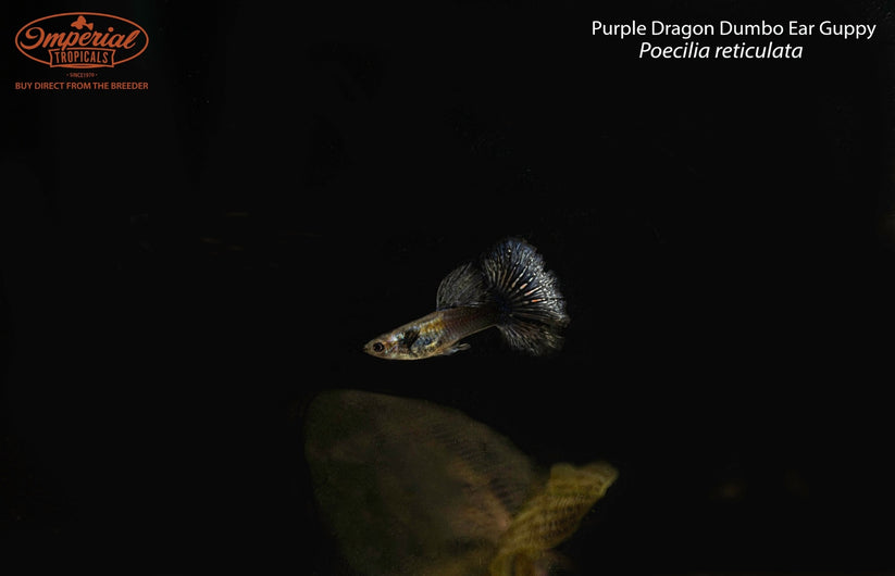 Purple Dragon Dumbo Ear Guppy (Poecilia reticulata) – Imperial Tropicals