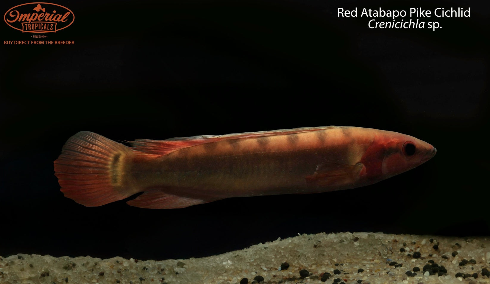 Red Atabapo Pike (Crenicichla sp.) - shop Imperial Tropicals
