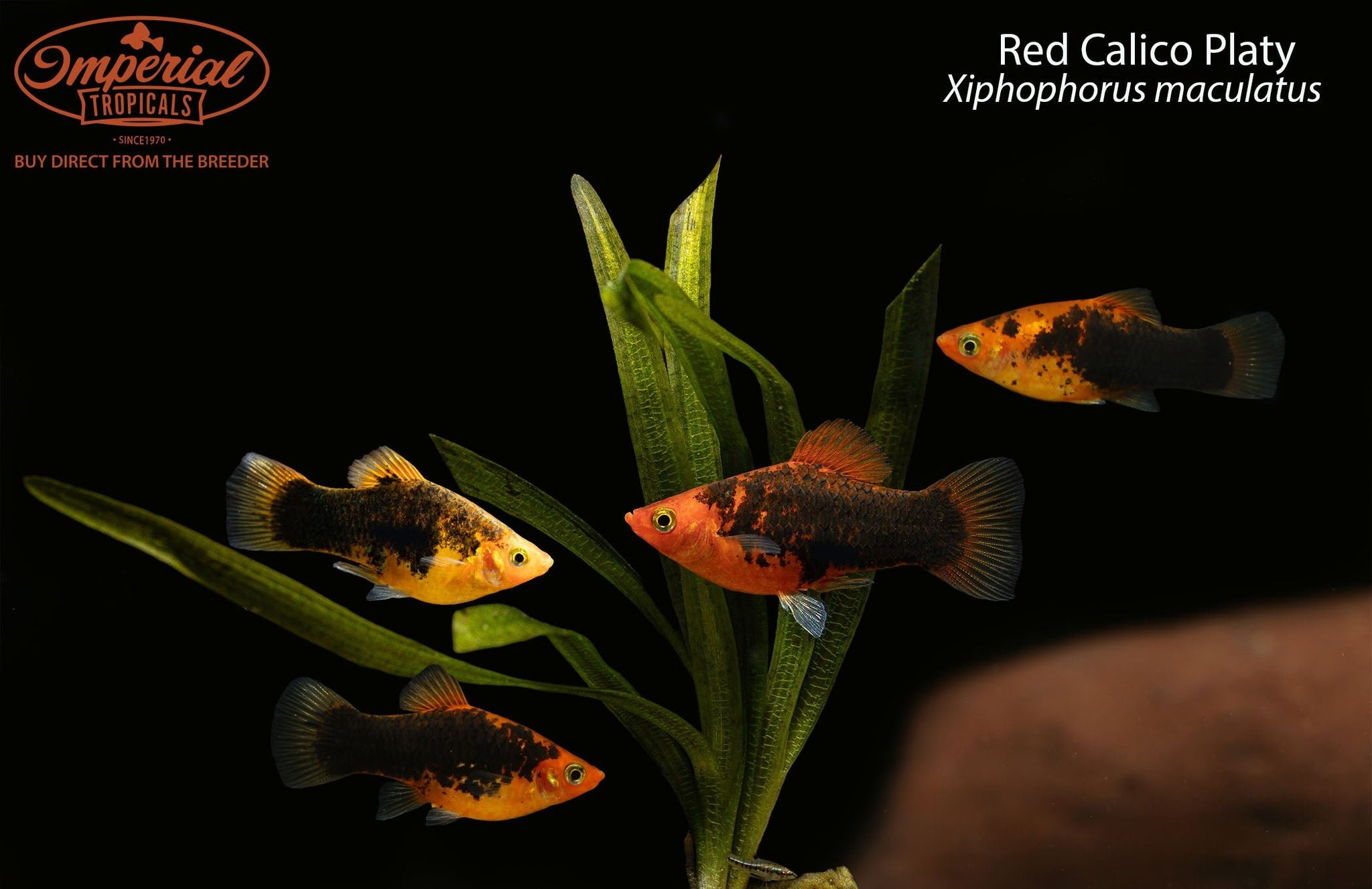 Red Calico Platy – Imperial Tropicals