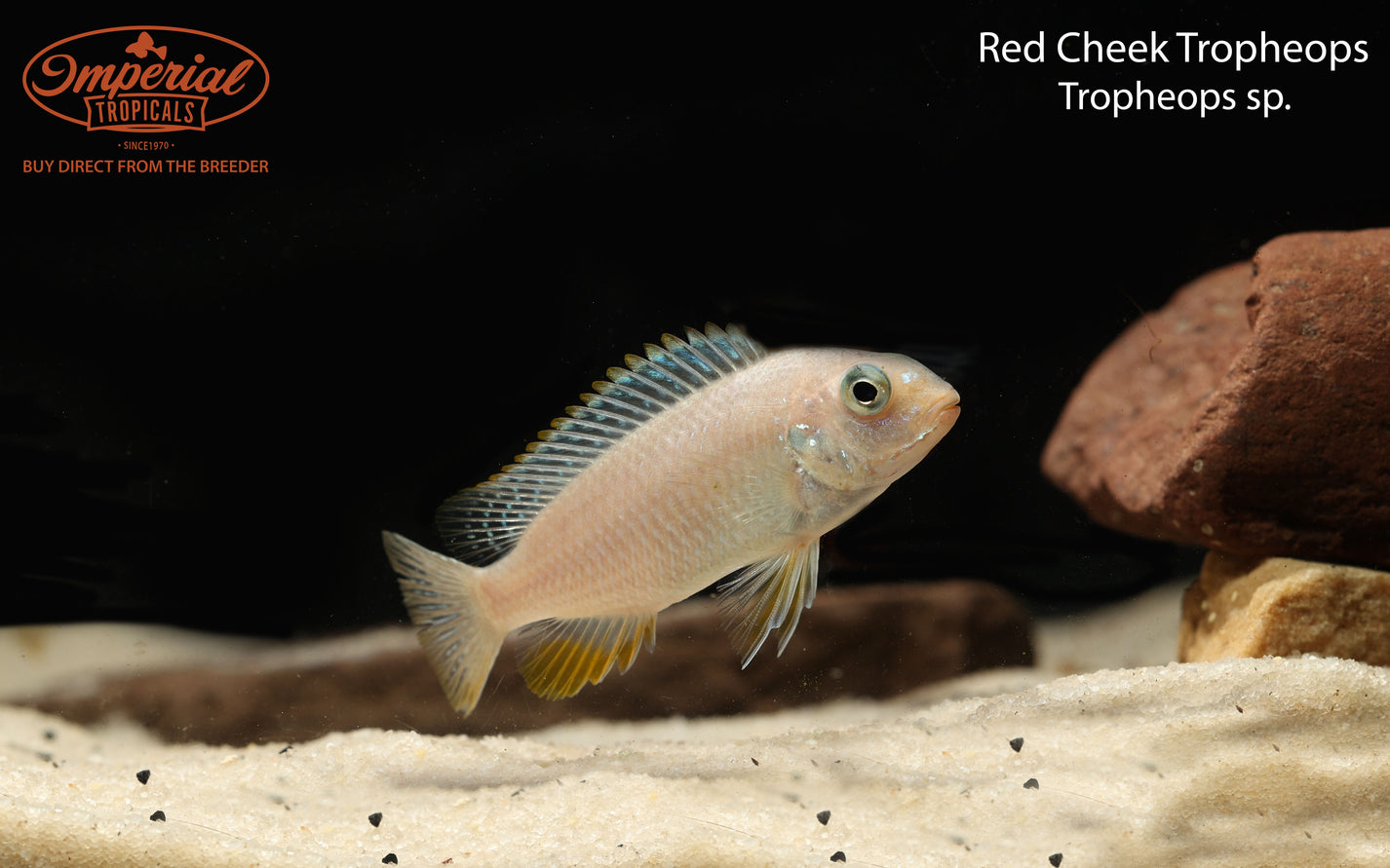 Red Cheek Tropheops (Tropheops sp.) - shop Imperial Tropicals