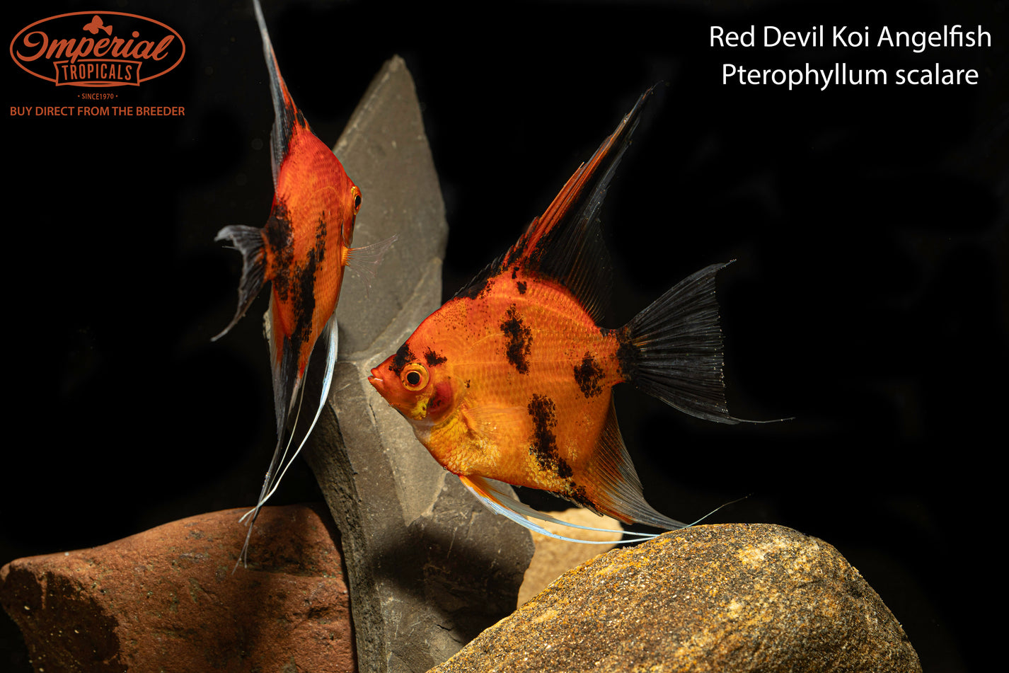 Red Koi Angelfish (Pterophyllum scalare) - shop Imperial Tropicals