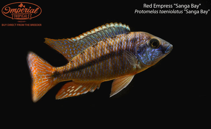 Red Empress "Sanga Bay" (Protomelas taeniolatus "Sanga Bay") - shop ...
