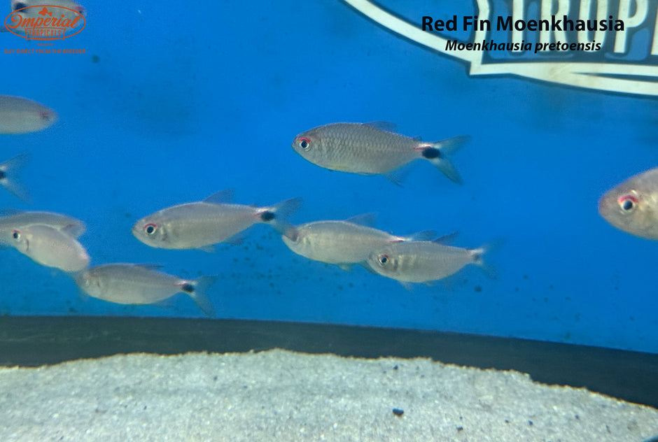 Tetras and Other Characins – Page 2 – Imperial Tropicals