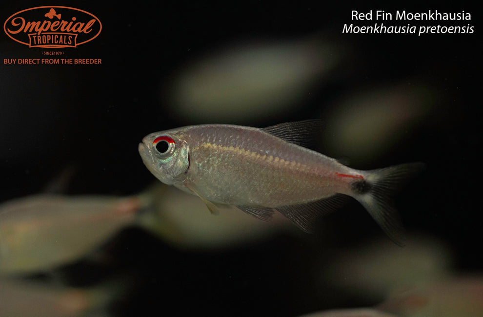 Red Fin Moenkhausia – Imperial Tropicals