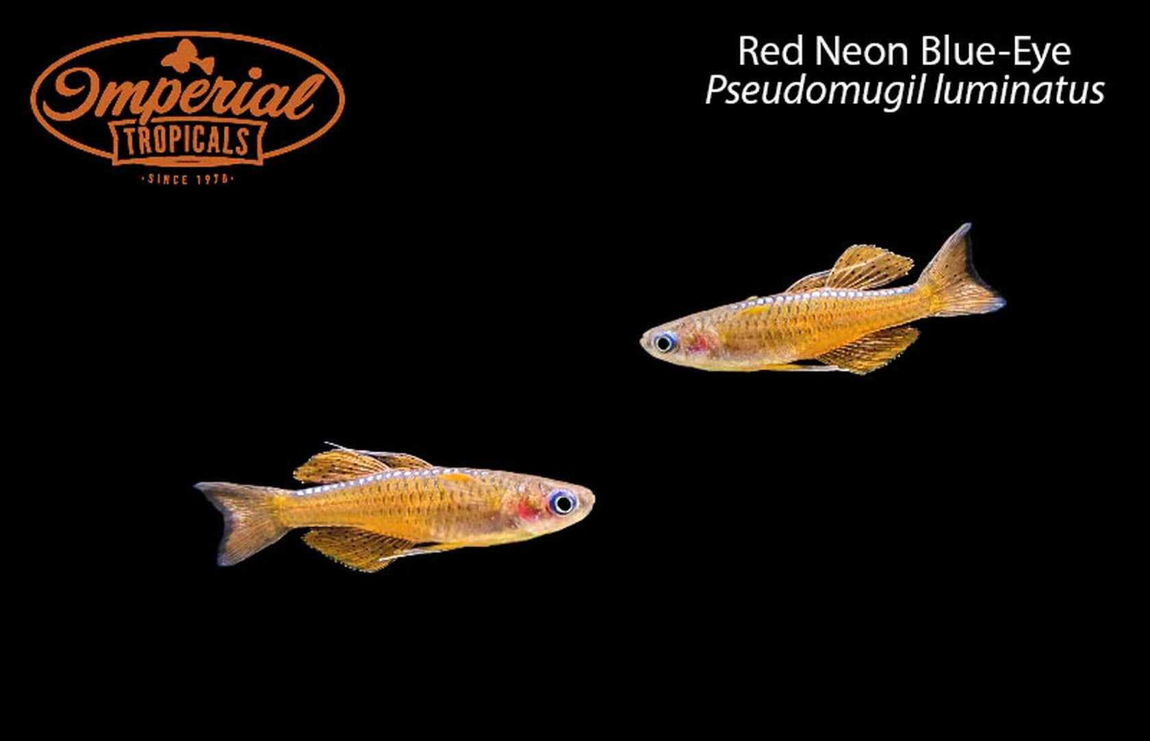 Red Neon Blue-Eye (Pseudomugil luminatus) - shop Imperial Tropicals