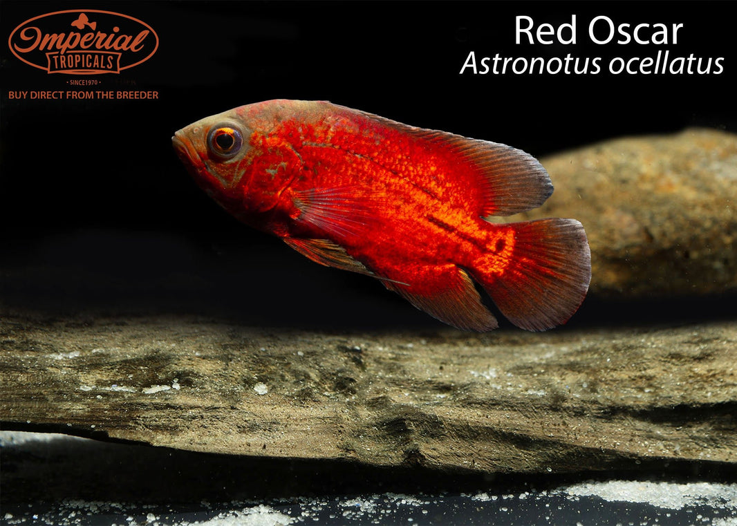South American Cichlids – Page 5 – Imperial Tropicals
