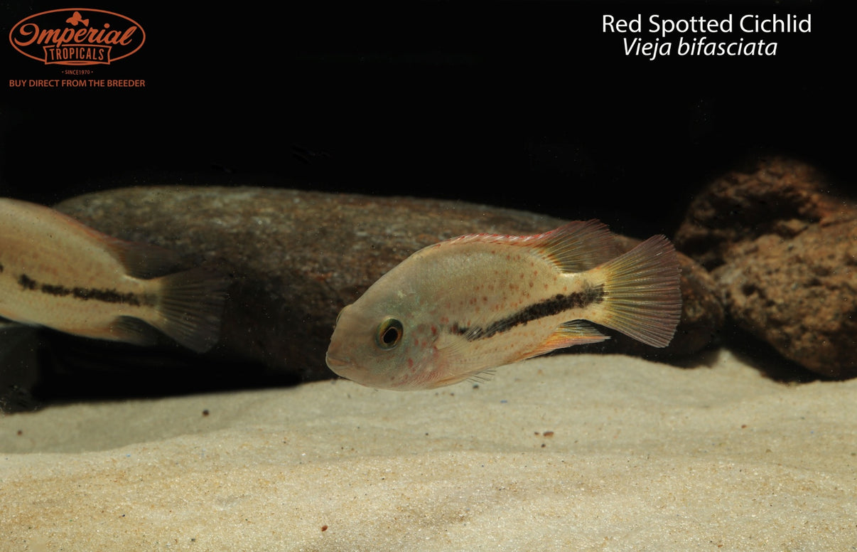 Red Spotted Cichlid (Vieja bifasciata) - shop Imperial Tropicals