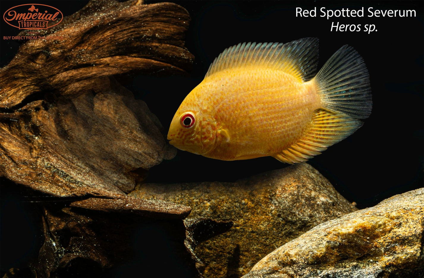 Red Spotted Severum (Heros sp.) - shop Imperial Tropicals