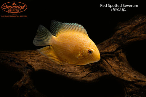Red Spotted Severum (Heros sp.) - shop Imperial Tropicals