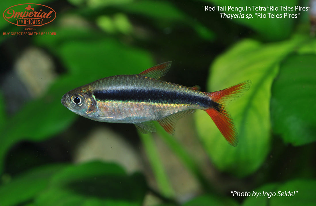 Red Tail Penguin Tetra 'Rio Teles Pires' – Imperial Tropicals