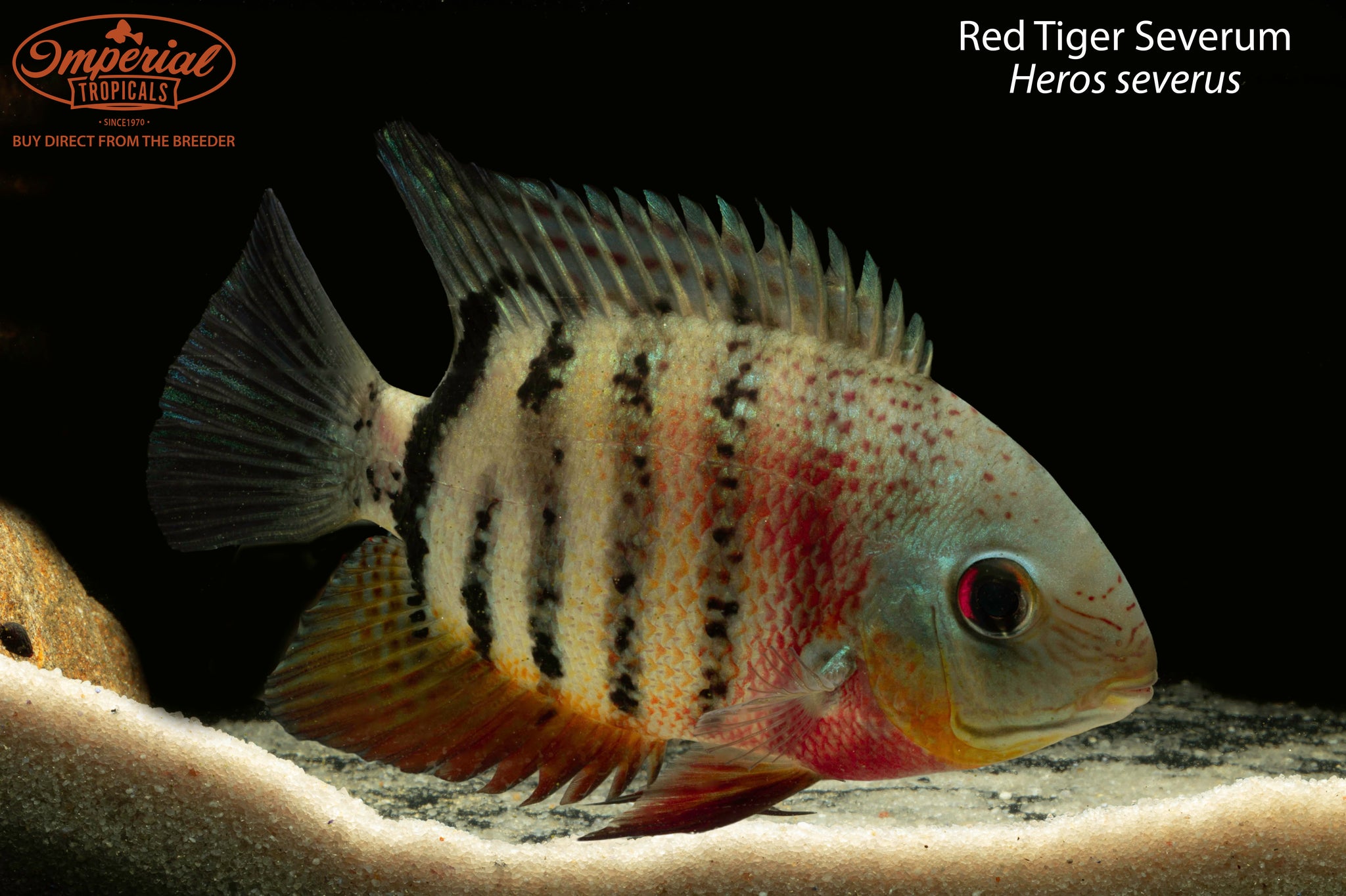 Red Tiger Severum (Heros severus) - shop Imperial Tropicals