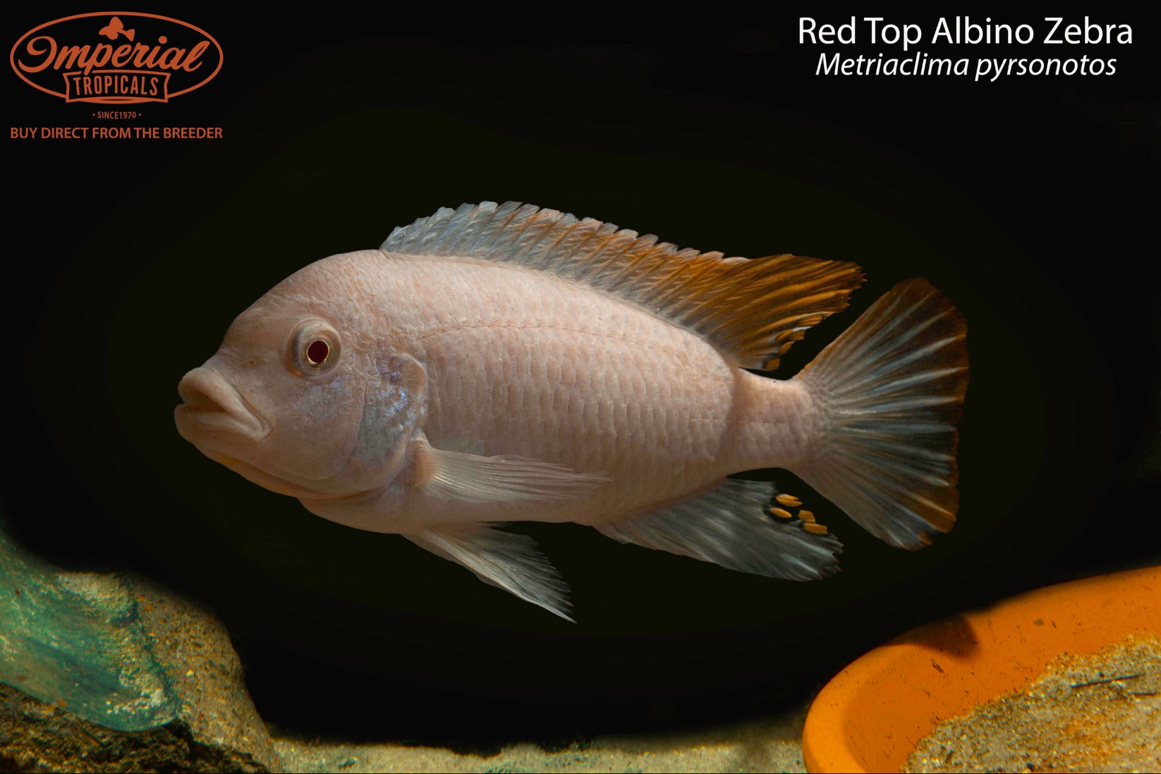 Red Top Albino Zebra (Metriaclima pyrsonotos) - shop Imperial Tropicals