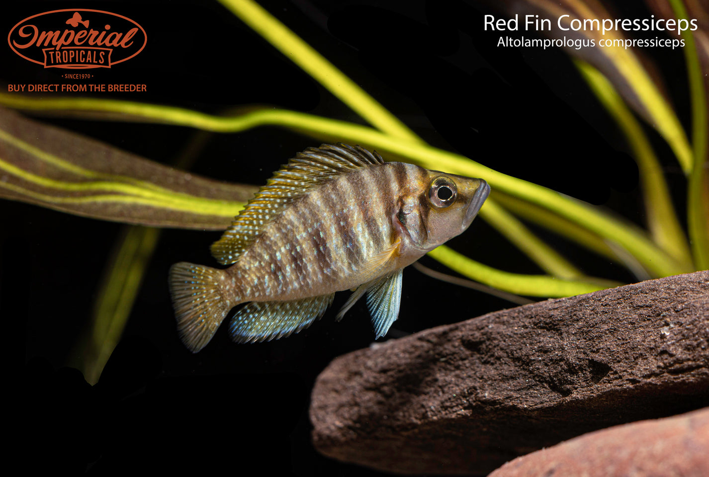 Red Fin Compressiceps (Altolamprologus compressiceps) - shop Imperial ...