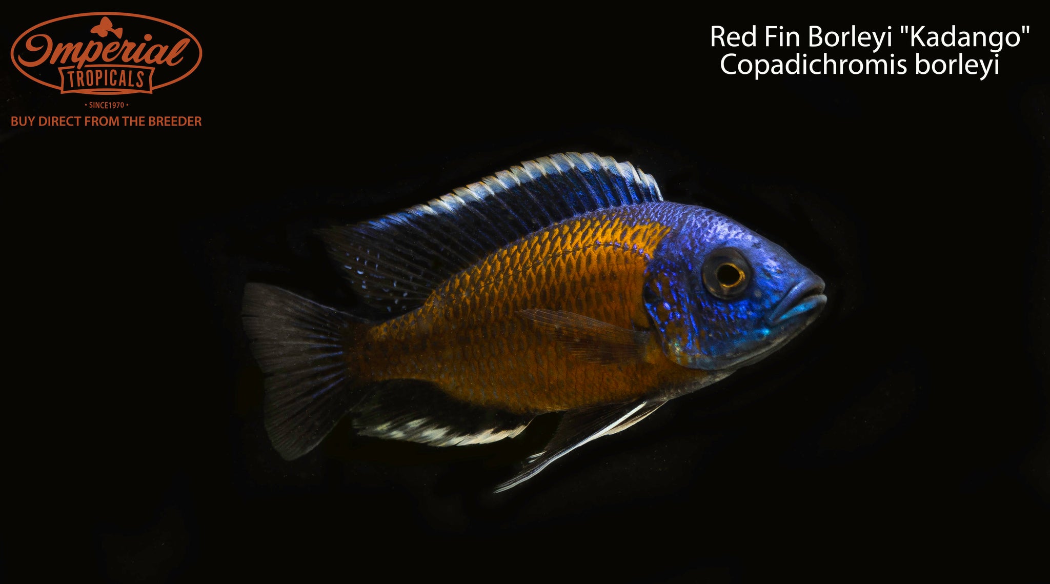 Red Fin Borleyi "Kadango" (Copadichromis borleyi) - shop Imperial Tropicals