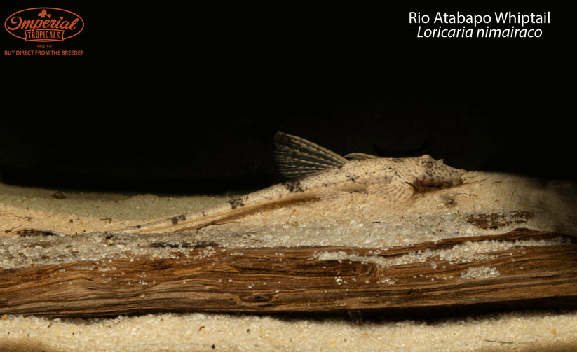 Rio Atabapo Whiptail – Imperial Tropicals