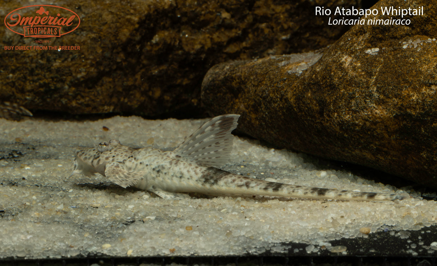 Rio Atabapo Whiptail – Imperial Tropicals